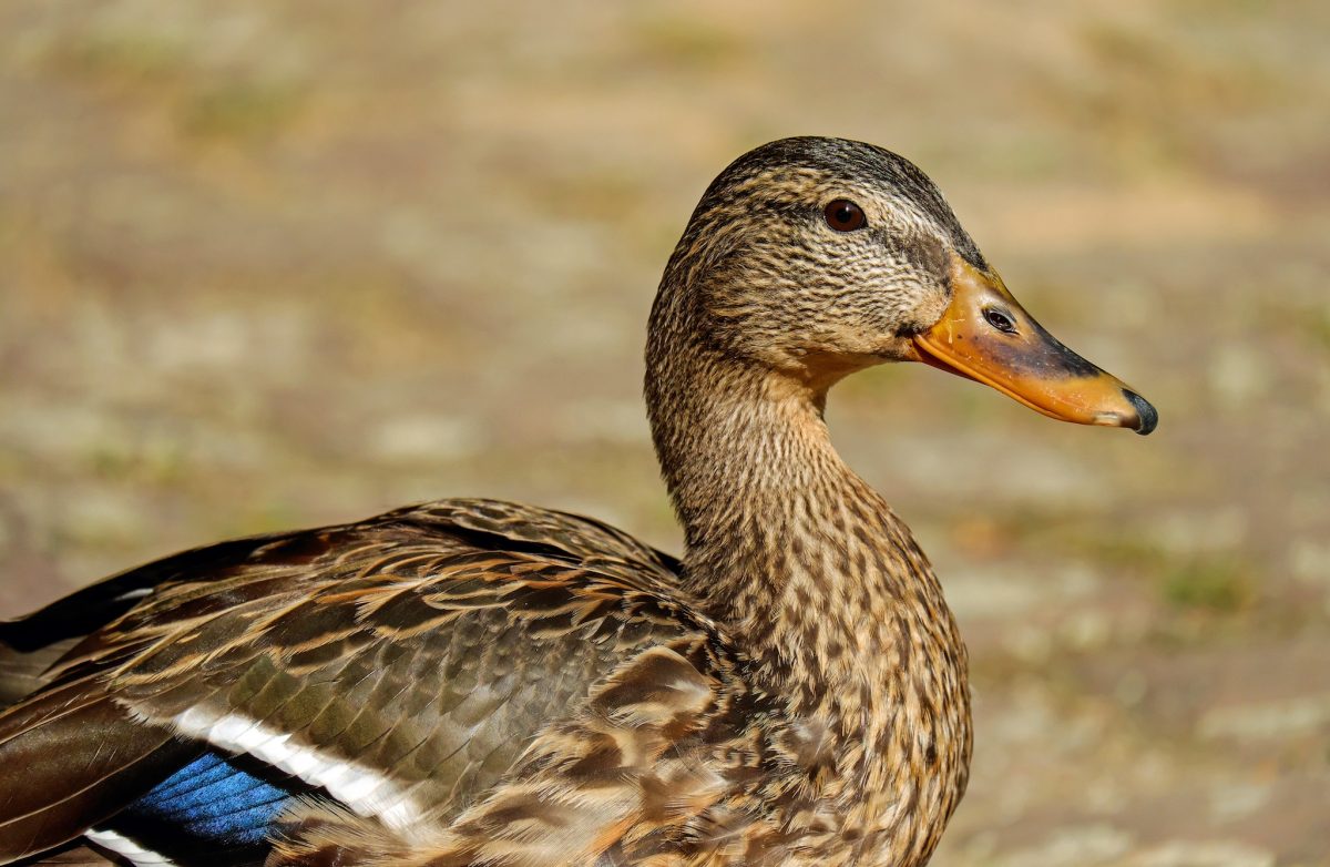 Nourrir les canards ou autres oiseaux aquatiques – Lac Boucané
